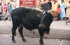Indian Cows in Indian Streets